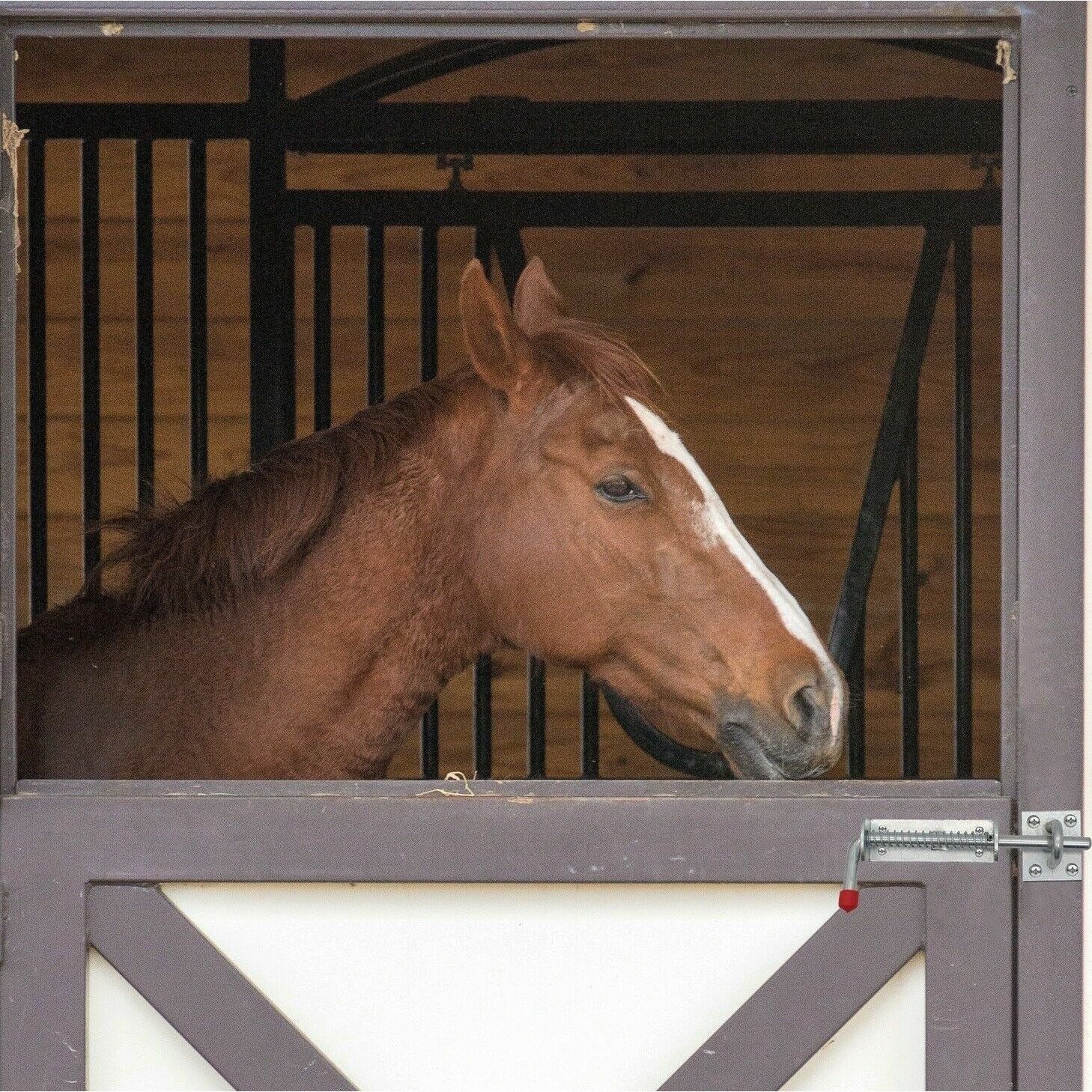 Heavy Spring Loaded Animal Bolt With KEEP & FIXINGS - 150mm ...